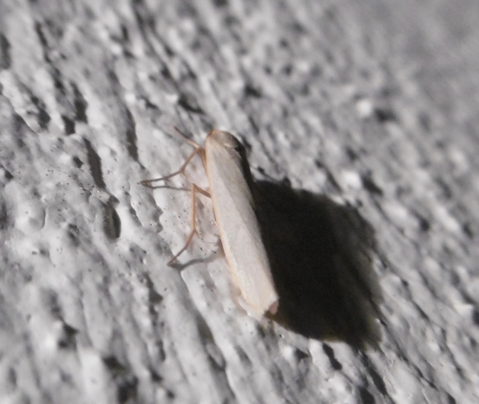 Martin's Moths: Holiday moths