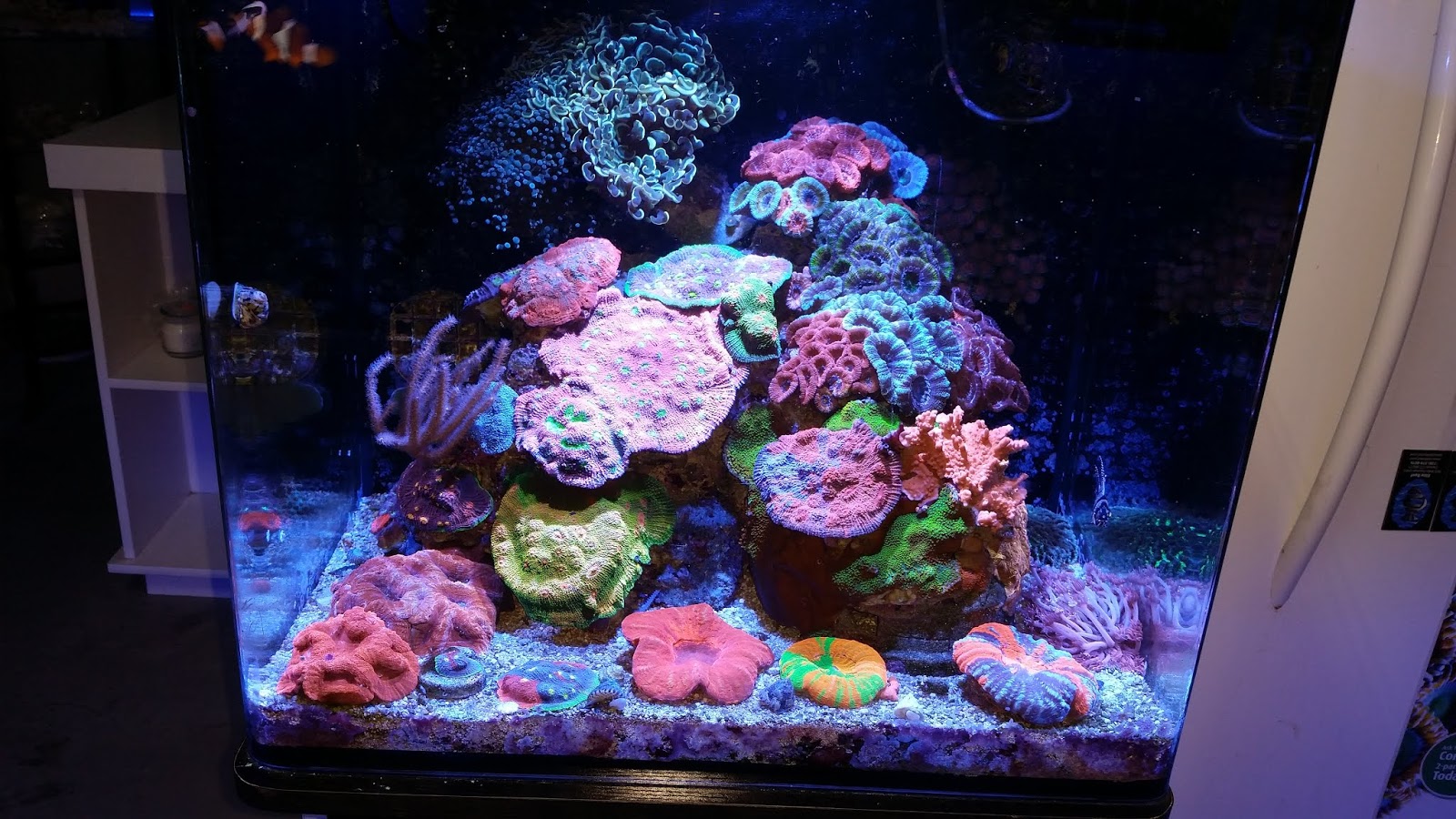 Explore Colorado: Elite Reef ~ Saltwater Fish Store ~The New Location