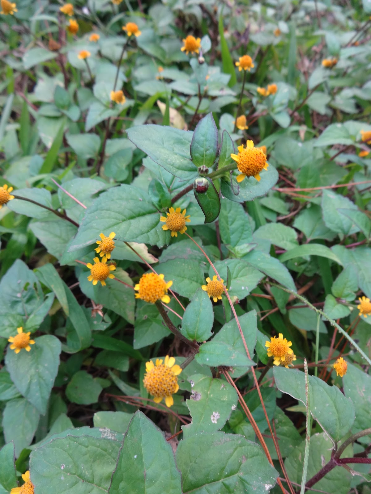 Zioła z Odległych Krain: Acmella oleracea, Spilanthes acmella ...