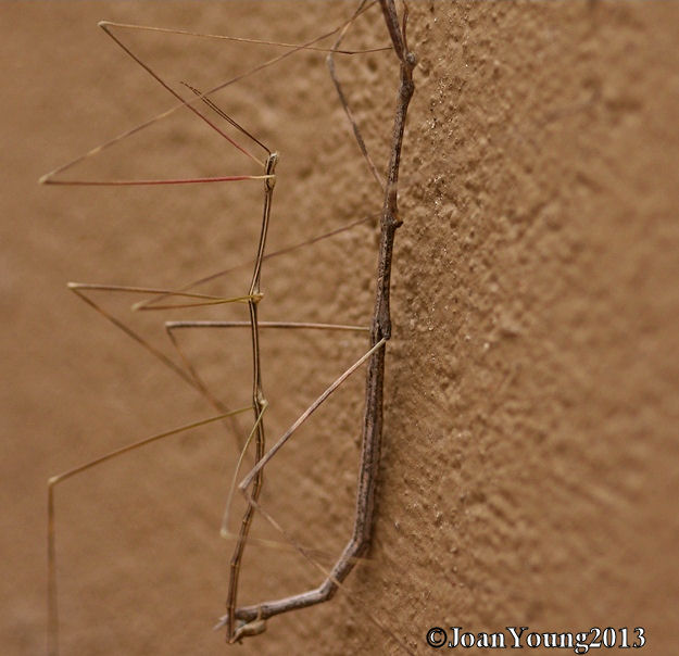 South African Photographs: Grass Stick Insect (Maransis trilineatus)