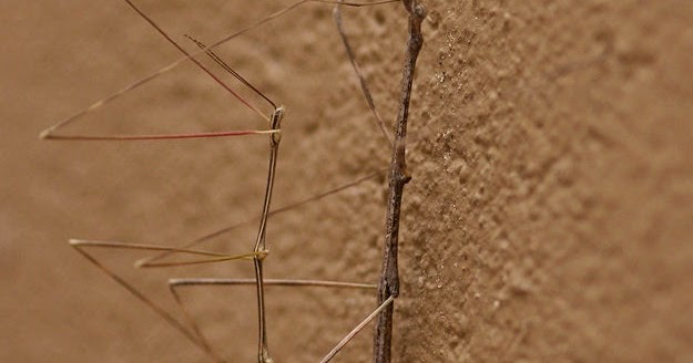 South African Photographs: Grass Stick Insect (Maransis trilineatus)