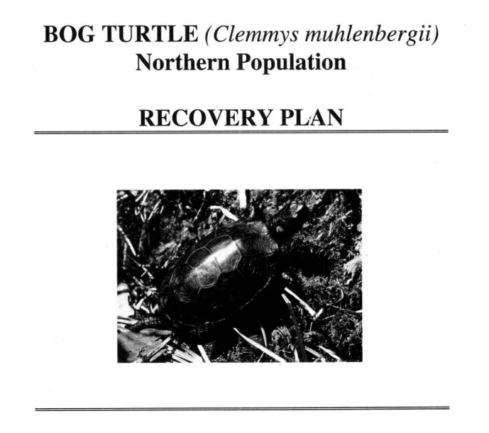 Current Events: The Bog Turtle