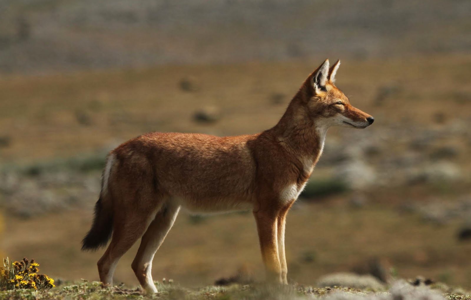 Let's Draw Endangered Species! : ): Ethiopian Wolf