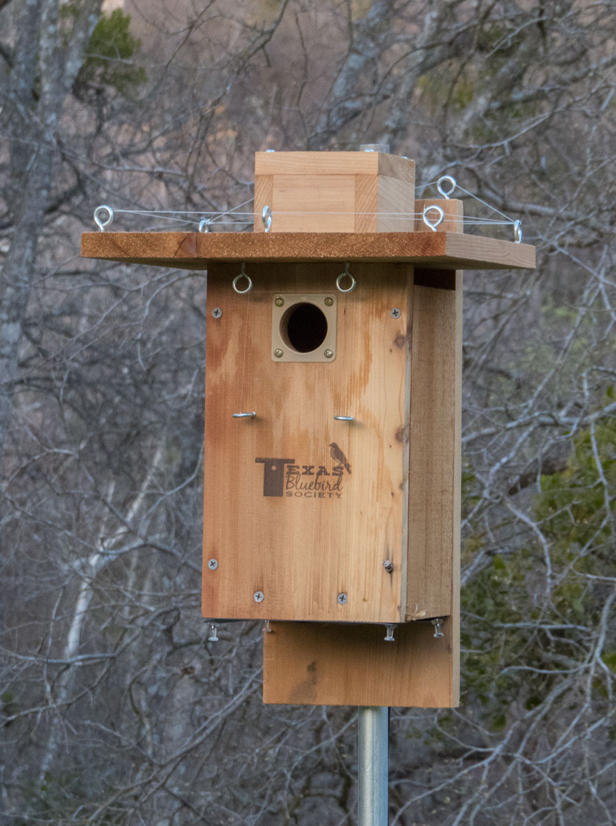 Edward Plumer: Nestbox Camera Project