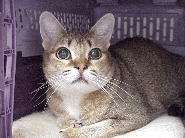 Exclusively Cats Veterinary Hospital Blog: Case study: Sally ...