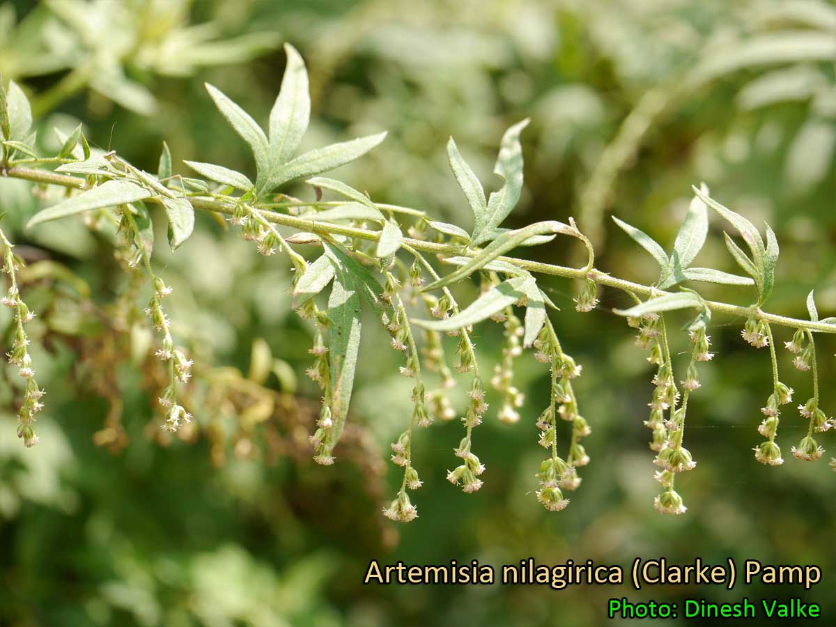 Medicinal Plants: Artemisia nilagirica, Nagadamani, மாசிபத்திரி, దవనము ...