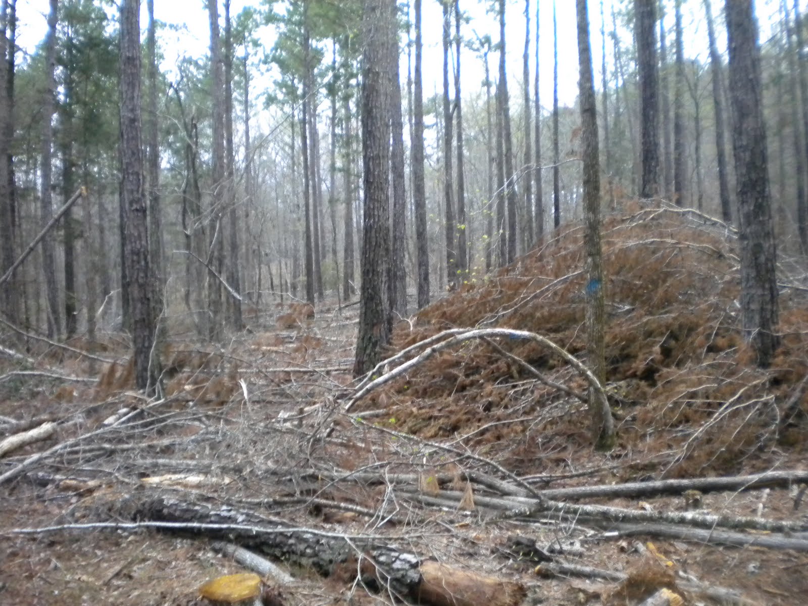 Kansas City Rasta Rider: Issaqueena Forest in pictures and captions.