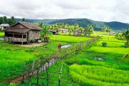 Rural area view in Cambodia - worl wild animal Intertainmean