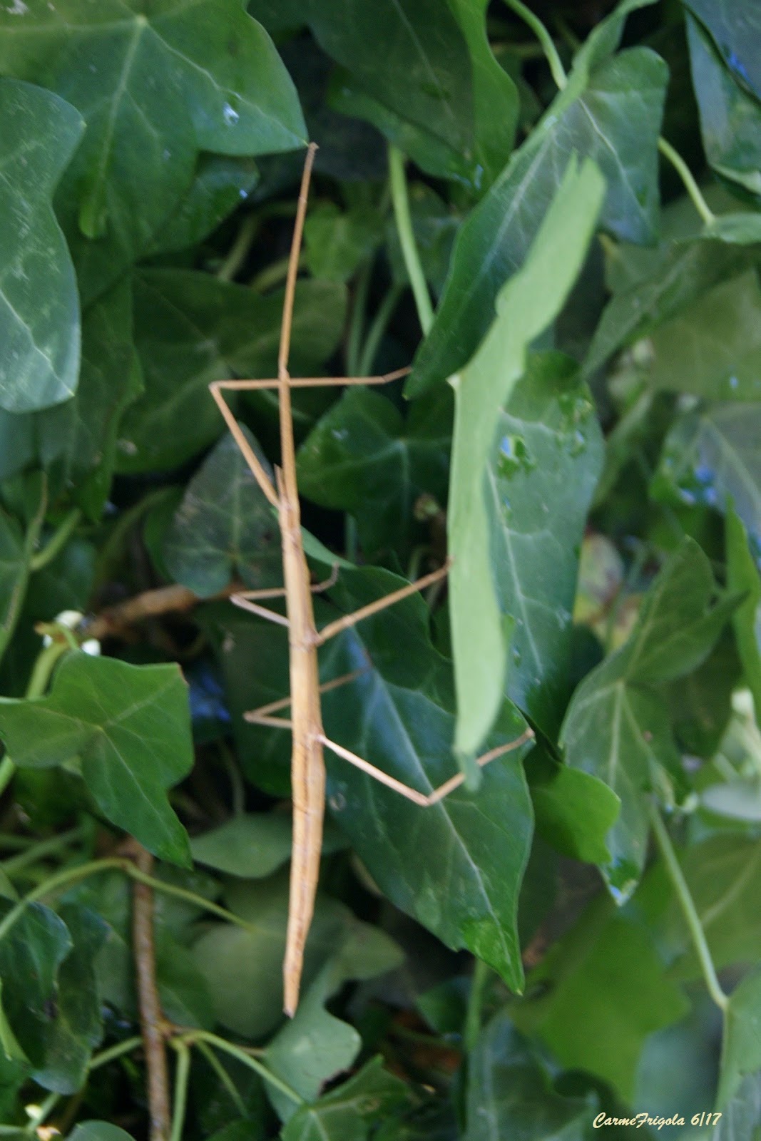 FLORA I PAISATGE DE LLERS: INSECTE PAL