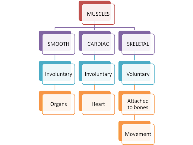 CLIL Module Human Body 3rd: MUSCLES