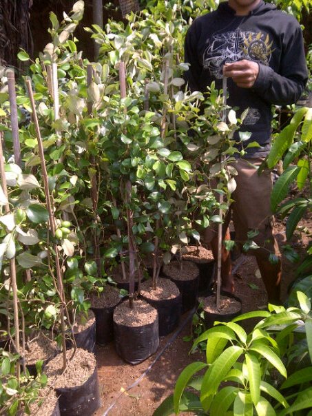 Jual pohon Apel india | Pohon buah apel | Tukang Taman