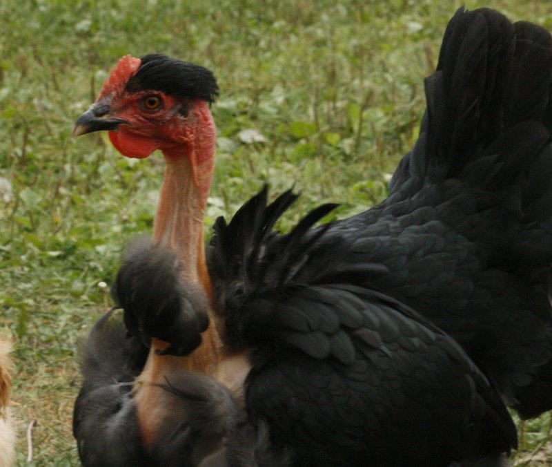 BIOFLAGRANTES*: GALINHA PESCOÇO PELADO