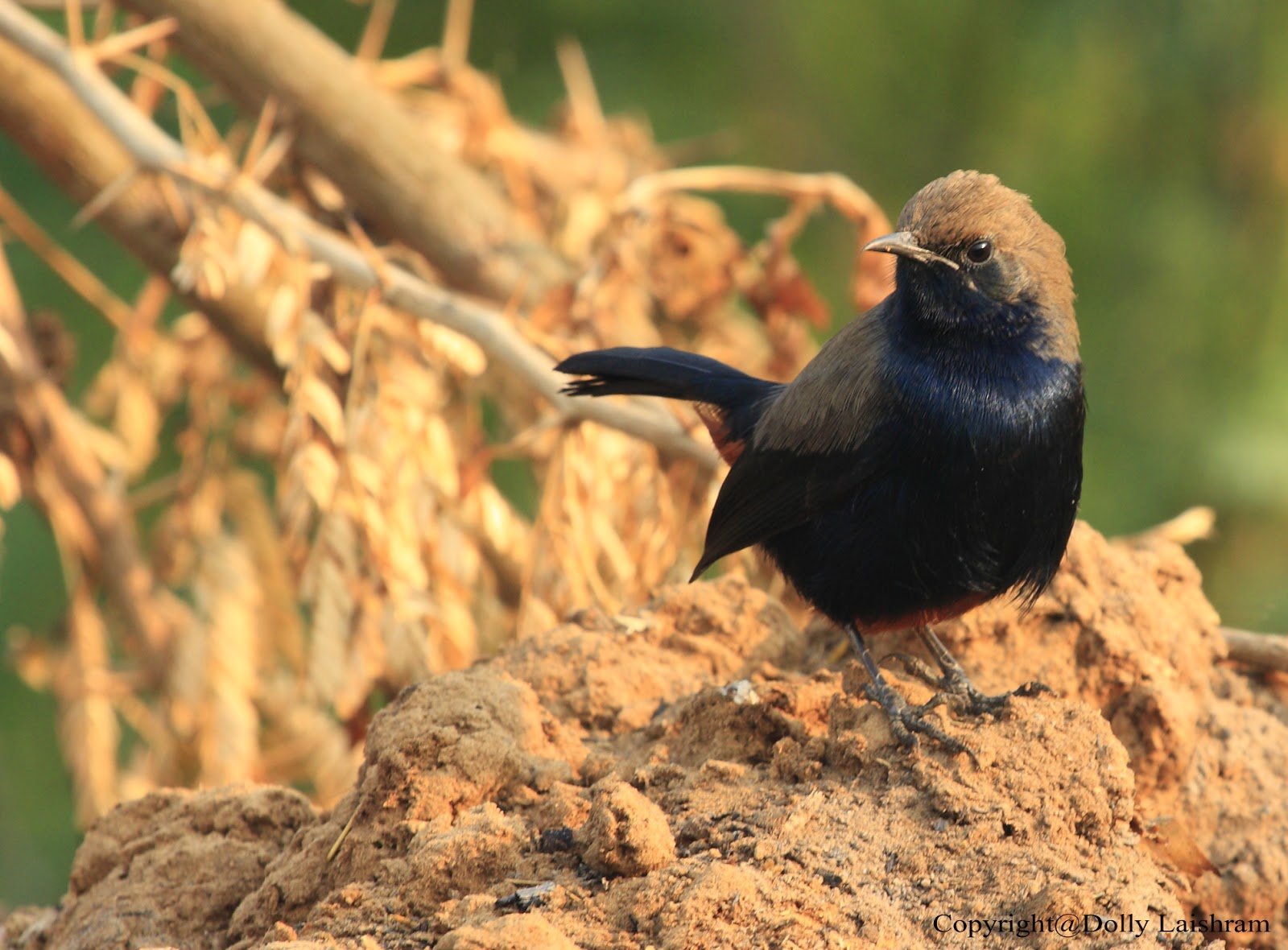 Birds in My Life!: Indian Robin
