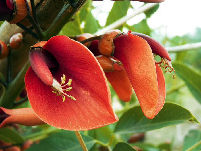 Studio Floral Dora Santoro: El Ceibo