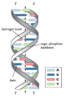 Creativity For Indonesia: DNA Double Helix
