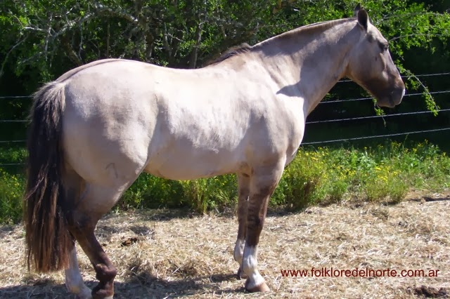 Los Caballos: Pelajes: Lobuno