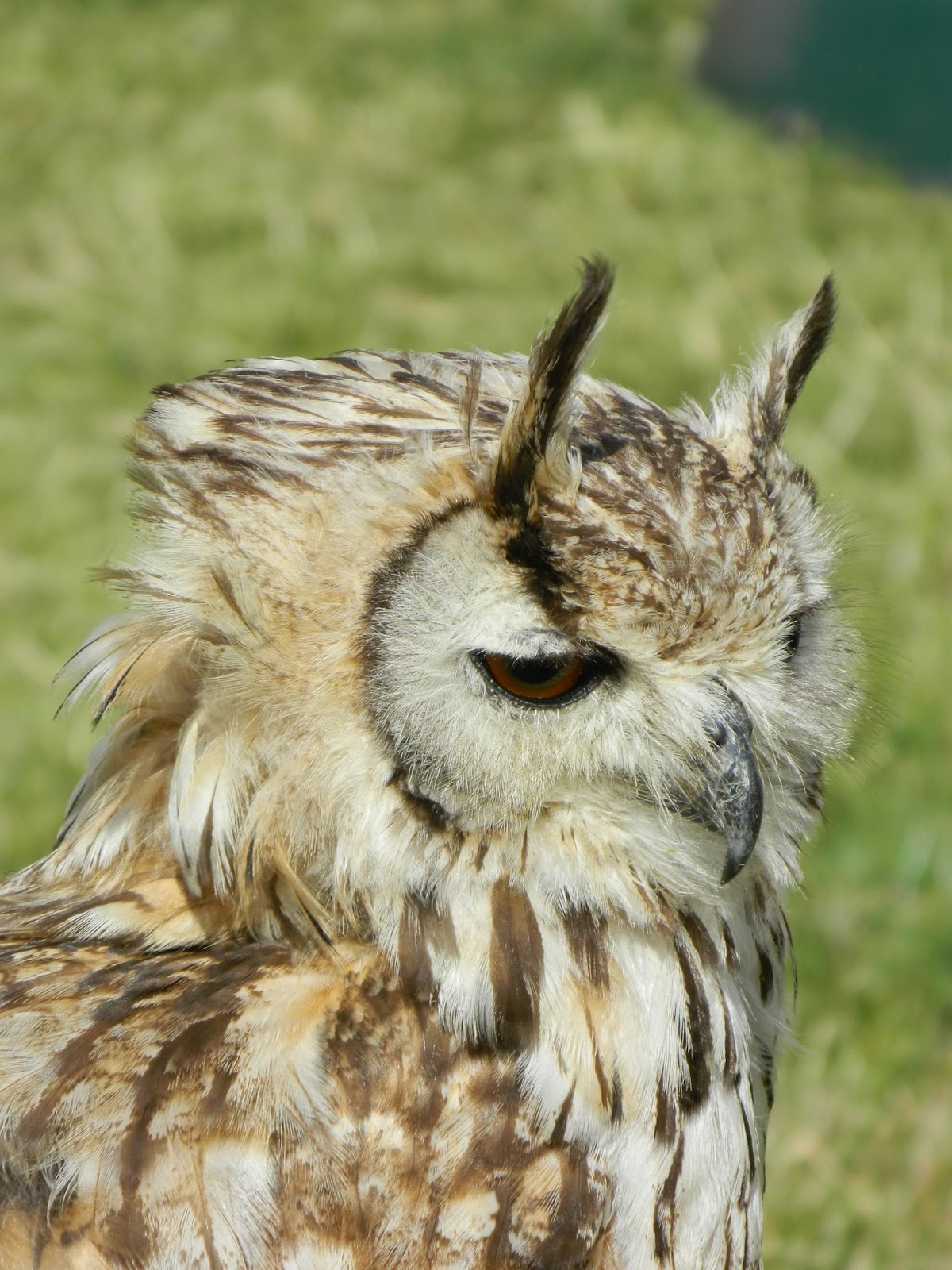 Brithdir Wildlife: Long eared Owl