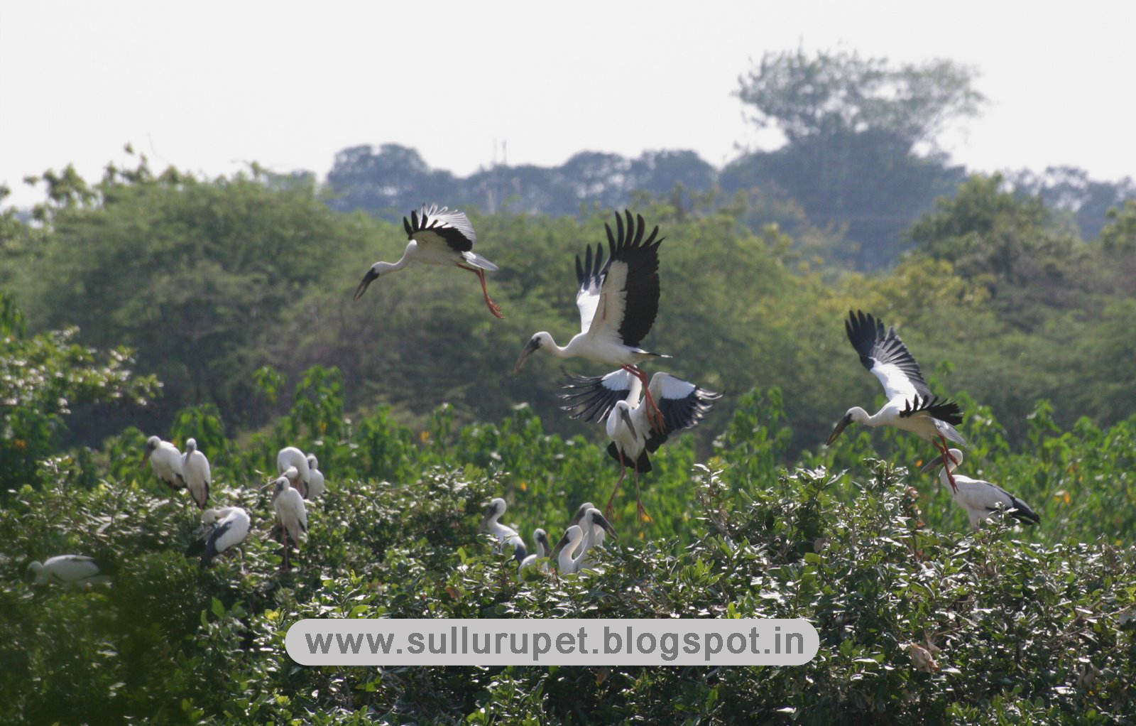 Nelapattu Bird Sanctuary Sullurpeta,Nellore Dist,A.P - www.Sullurupet.com