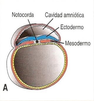 EMBRIOLOGIA - MEDICINA - PRIMER SEMESTRE: SEGUNDA SEMANA DEL DESARROLLO ...