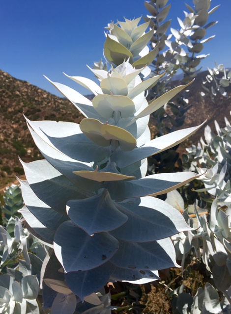 A Passion for Flowers: In the Field: Eucalyptus macrocarpa