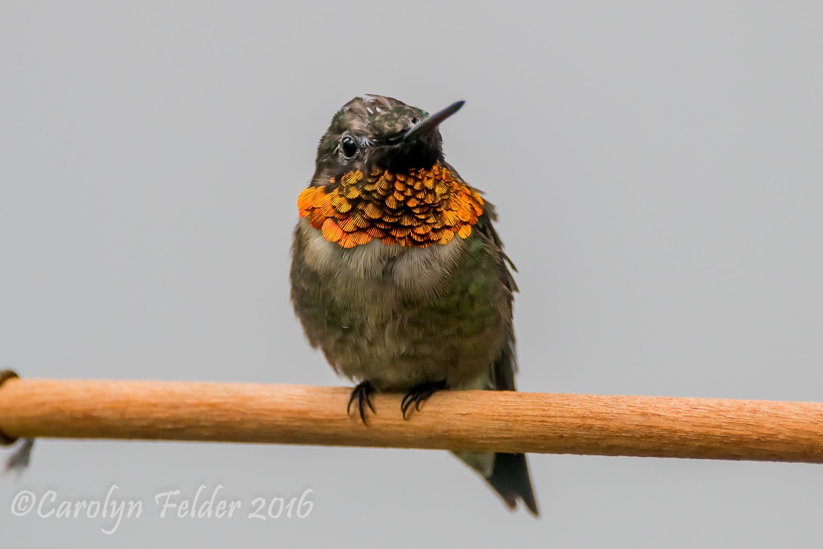 Photo Musings of a Marshwiggle - Welcome to Narnia: Swinging Hummingbird!