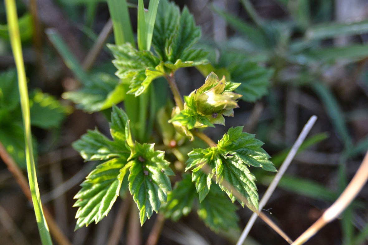 Coltivatori di Luppolo Italiano: Luppolina - cos'è che contiene il luppolo?