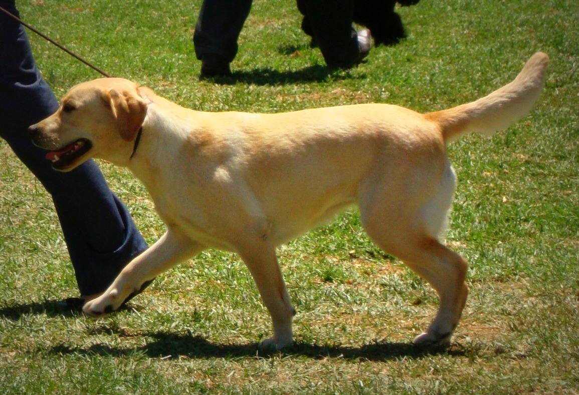 Majestic Dream House: Labrador Retriever