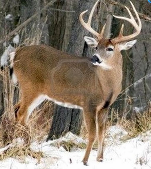 Blog de chasse au chevreuil à l'arc: Devrait-on tirer plus loin que 20 ...