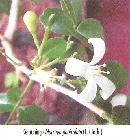 Tanaman Obat Keluarga "Back to Nature": KEMUNING