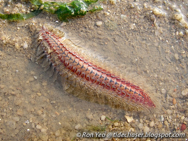 tHE tiDE cHAsER: Annelid Worms (Phylum Annelida) of Singapore
