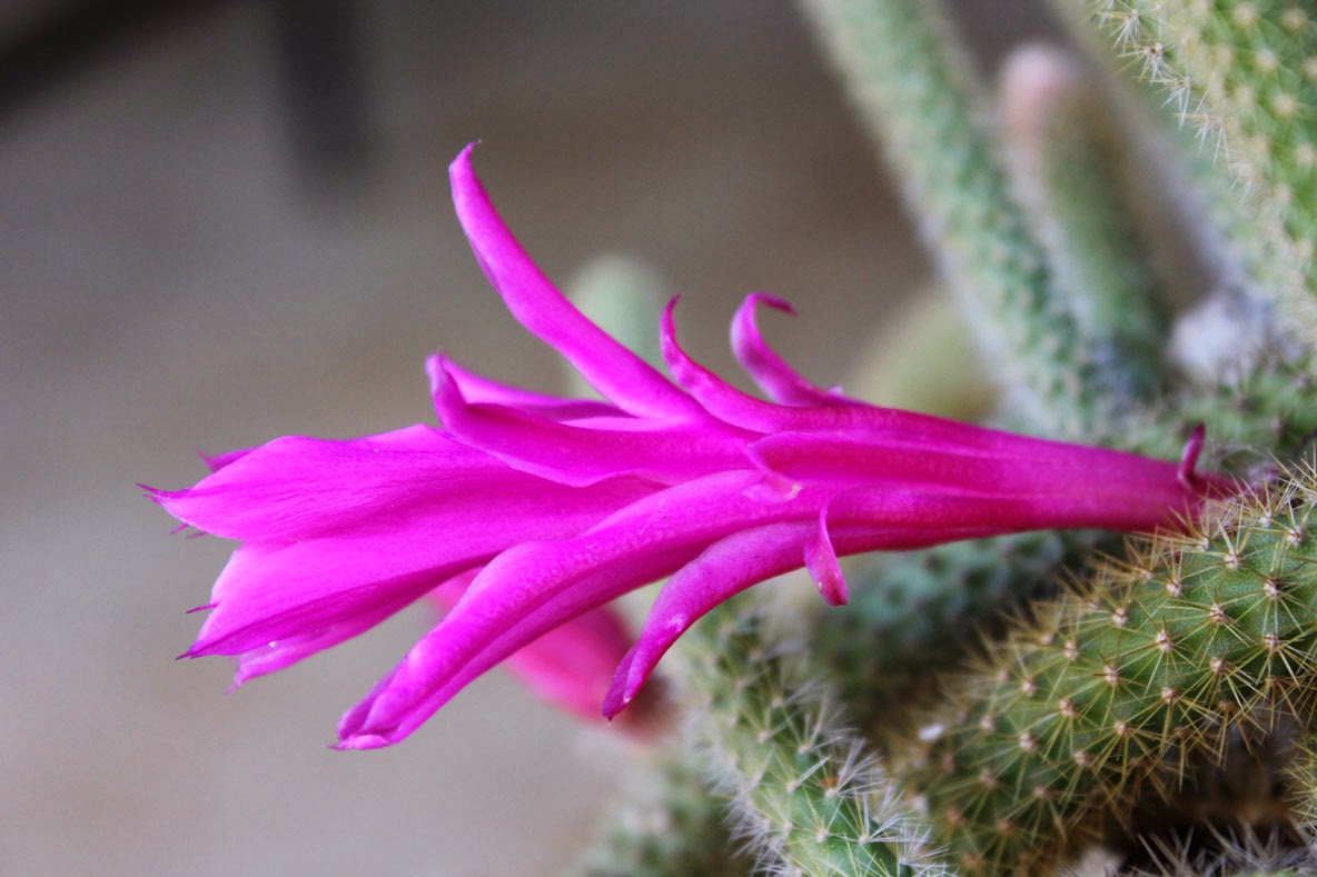 The Succulent and Cactus Lady : Rattail cactus (aporocactus flagelliformis)