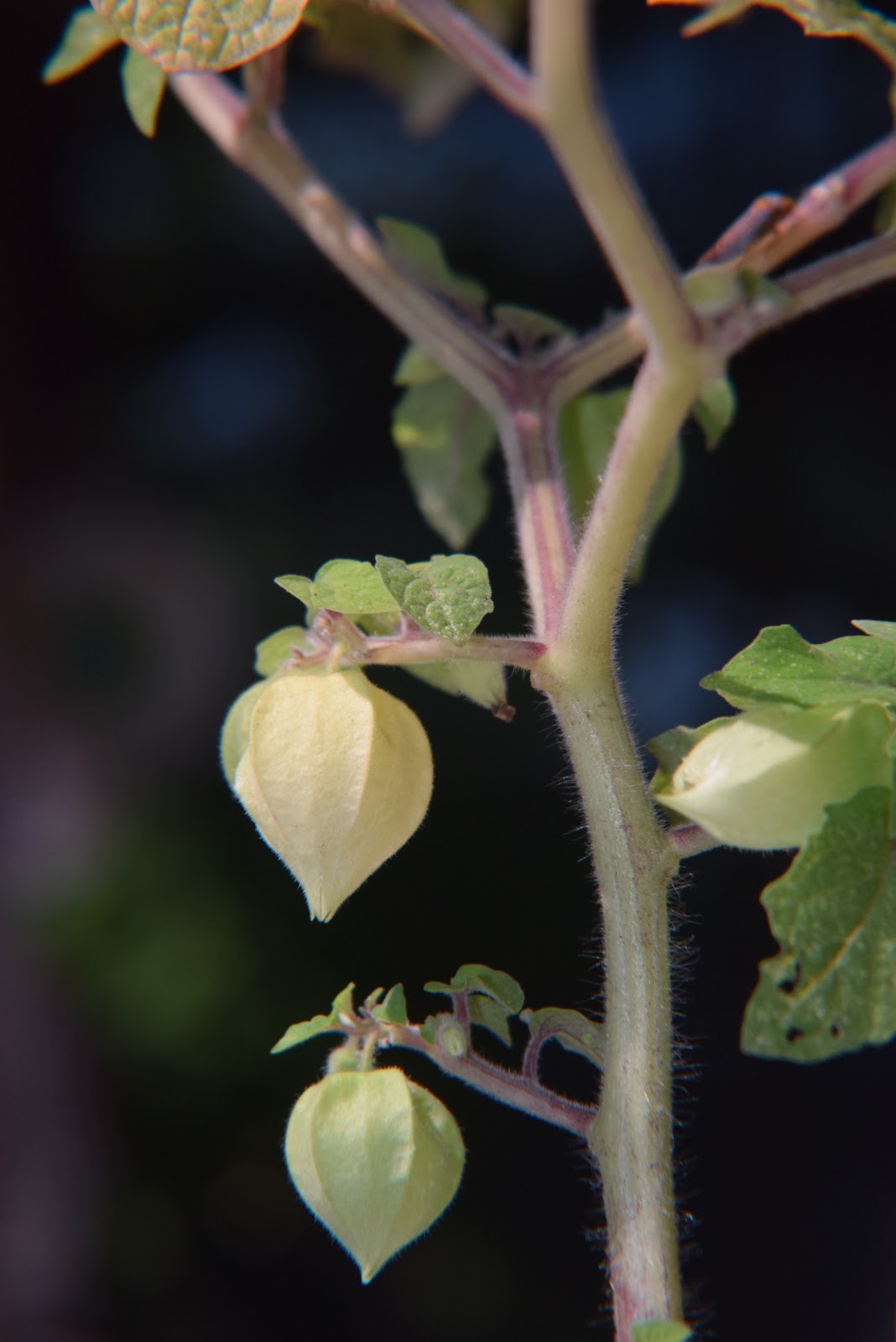 Ground Cherries