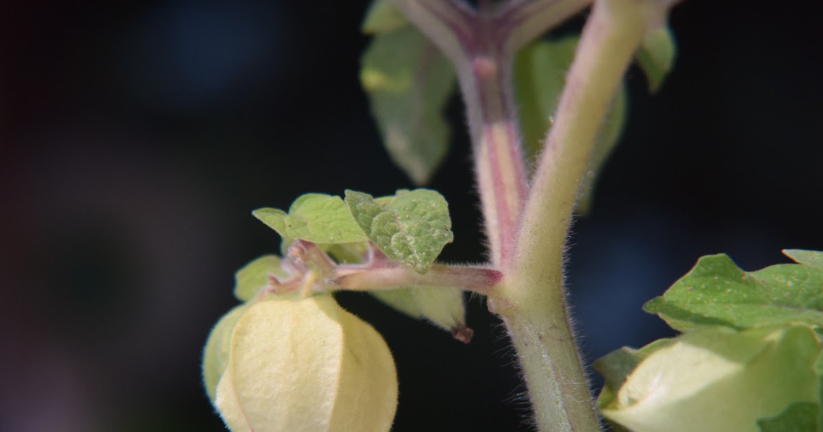 Ground Cherries