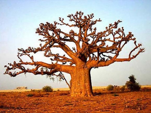 Baobap Tree | THE NATURE OF THE WORLD