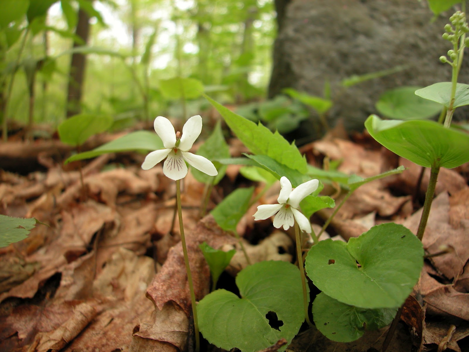 Moss Notes: Fresh mosses!