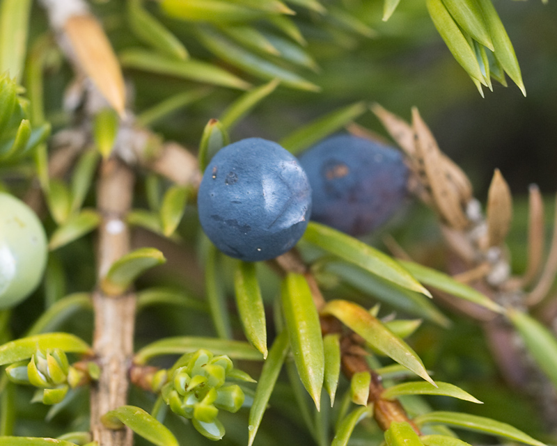 Paseos por la naturaleza: Juniperus communis subsp alpina. Enebro rastrero.