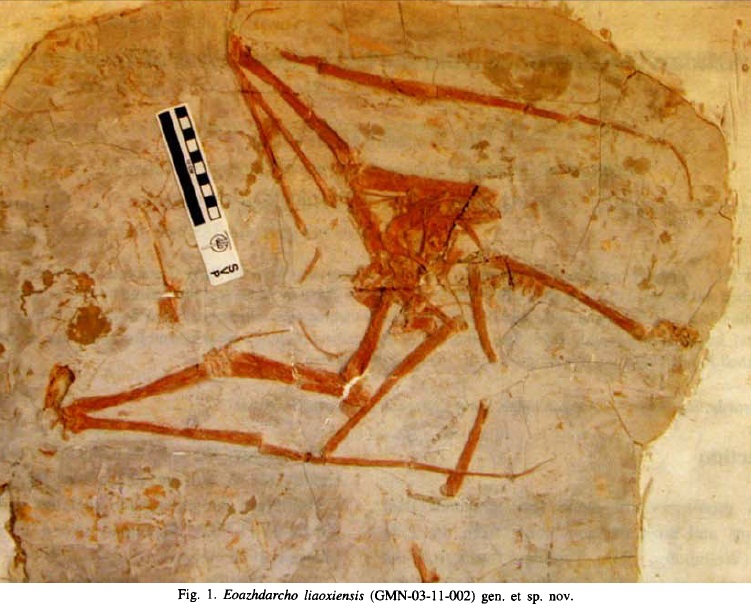 Species New to Science: [Paleontology • 2005] Eoazhdarcho liaoxiensis ...