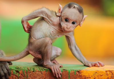 Hairless baby macaque monkey ~ ARHGUZ