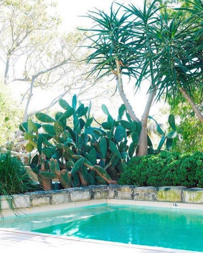 Casual Casa: Low litter succulents and cacti by pools