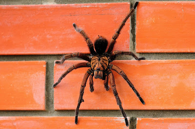 Visto al Pasar: La Cacata