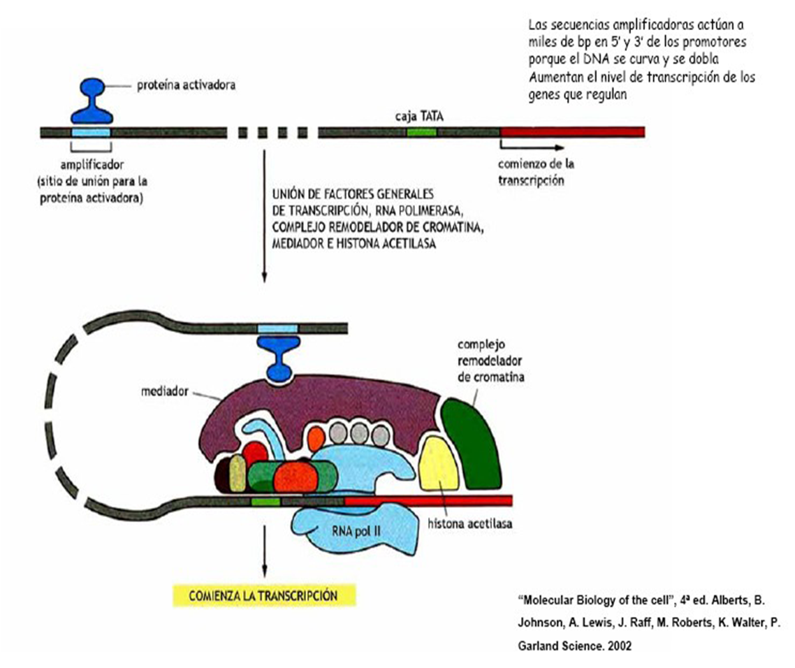 ḼїδβӚϯЧ ᴙ ⱥ ¶ ¶ ¶ ¶: 8.3 REGULACIÓN DE LA TRANSCRIPCIÓN EN ORGANISMOS ...
