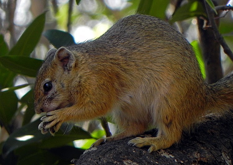 Remote Camera Trap - South Africa: Squirrel Time
