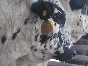 Rank: Bull Riding News: The Dr. Proctor Clones