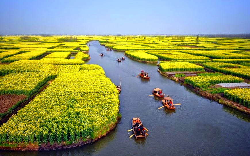 Bukan Sawah, Tapi inilah Ladang Bunga Indah Dikelilingi Sungai