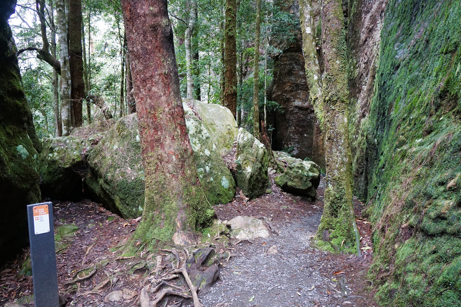 Warrie Circuit (Springbrook National Park) ~ The Long Way's Better