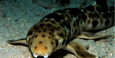 .: EL TIBURON BAMBU MARRON! Descubren en Yakarta nueva especie de ...