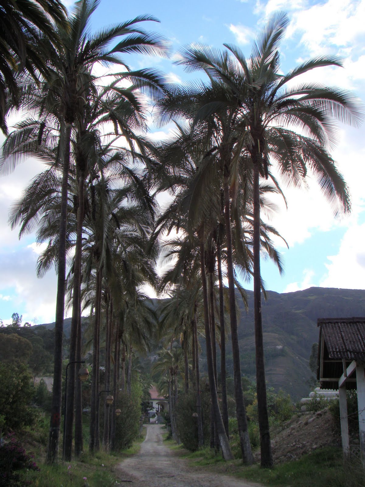 Gualaceo : Comidas y Tradiciones