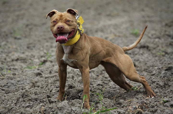 Blog do Pit Bull: Pit Bull: American Pit Bull Terrier - sigla APBT ...