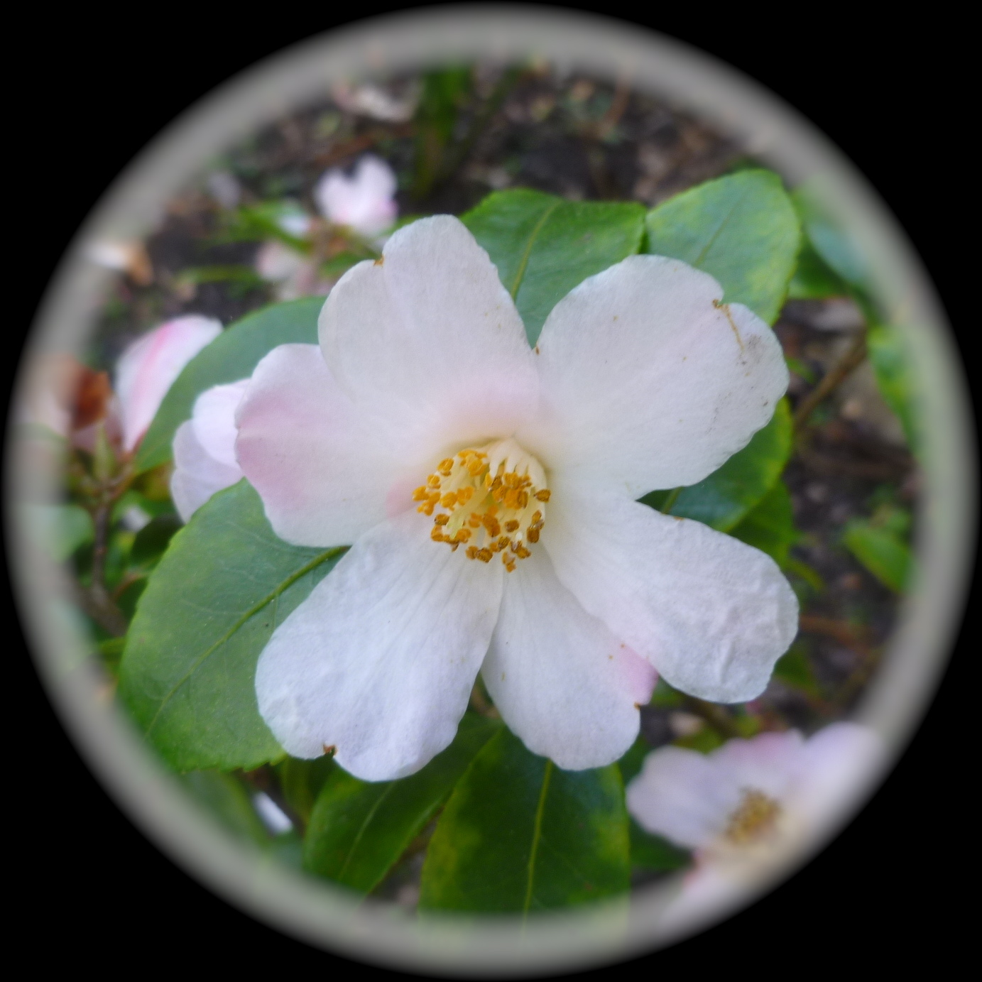 Flowers of San Francisco Botanical Garden