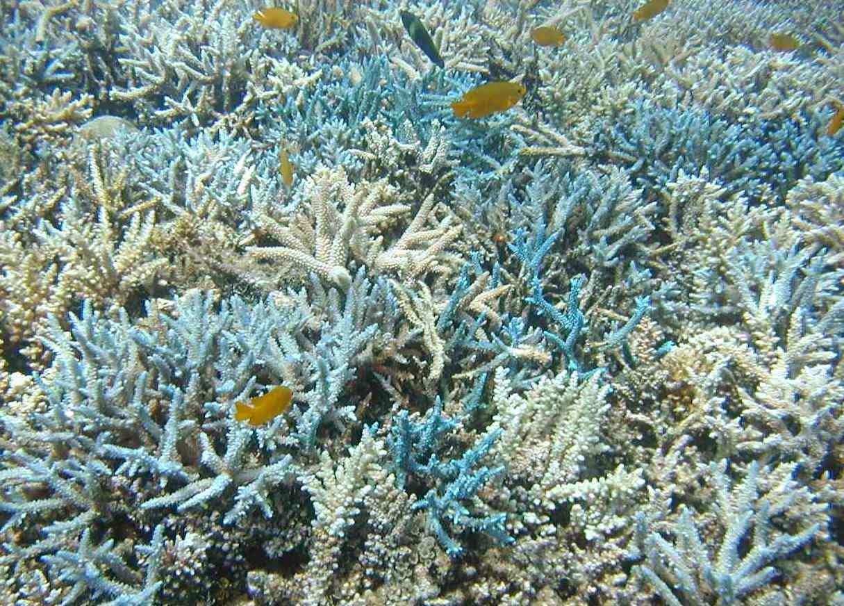 Peces y plantas ornamentales: Acropora formosa - Acropora